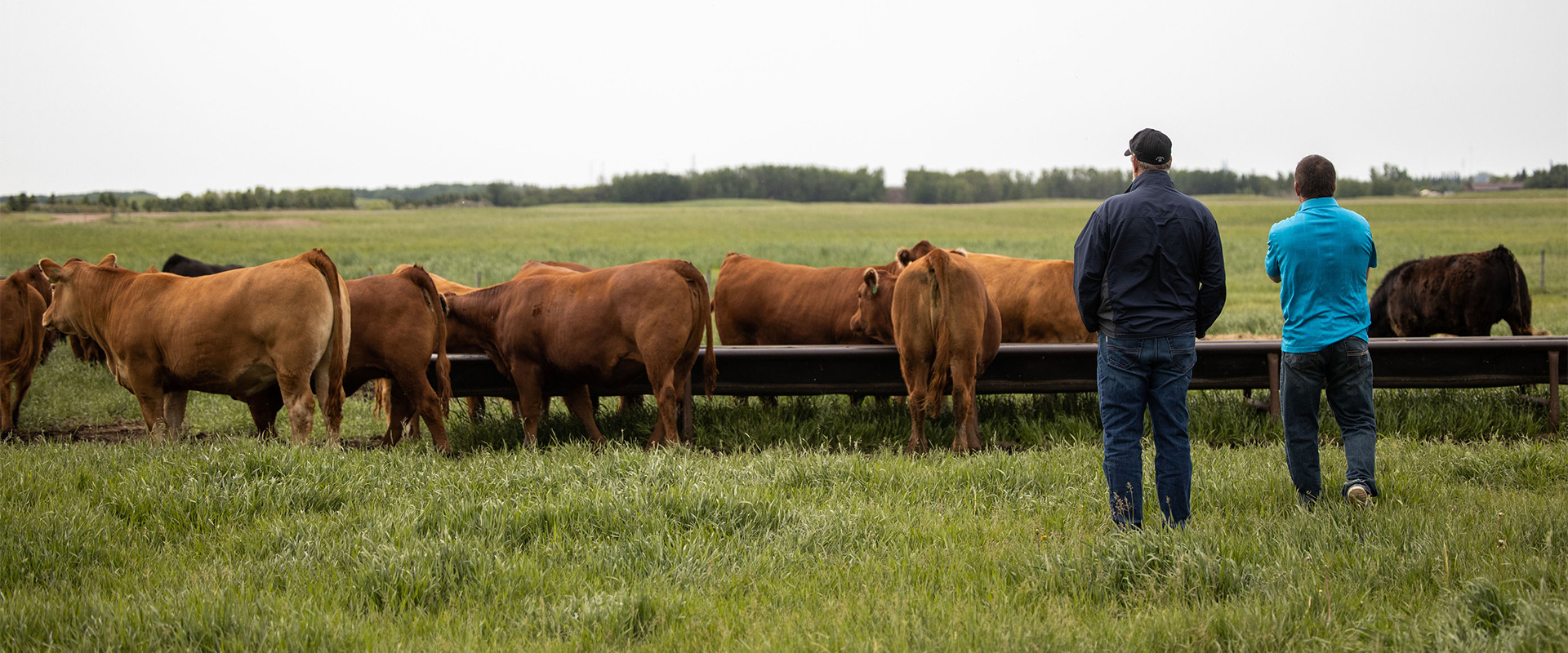 Member Benefits - Canadian Limousin Association