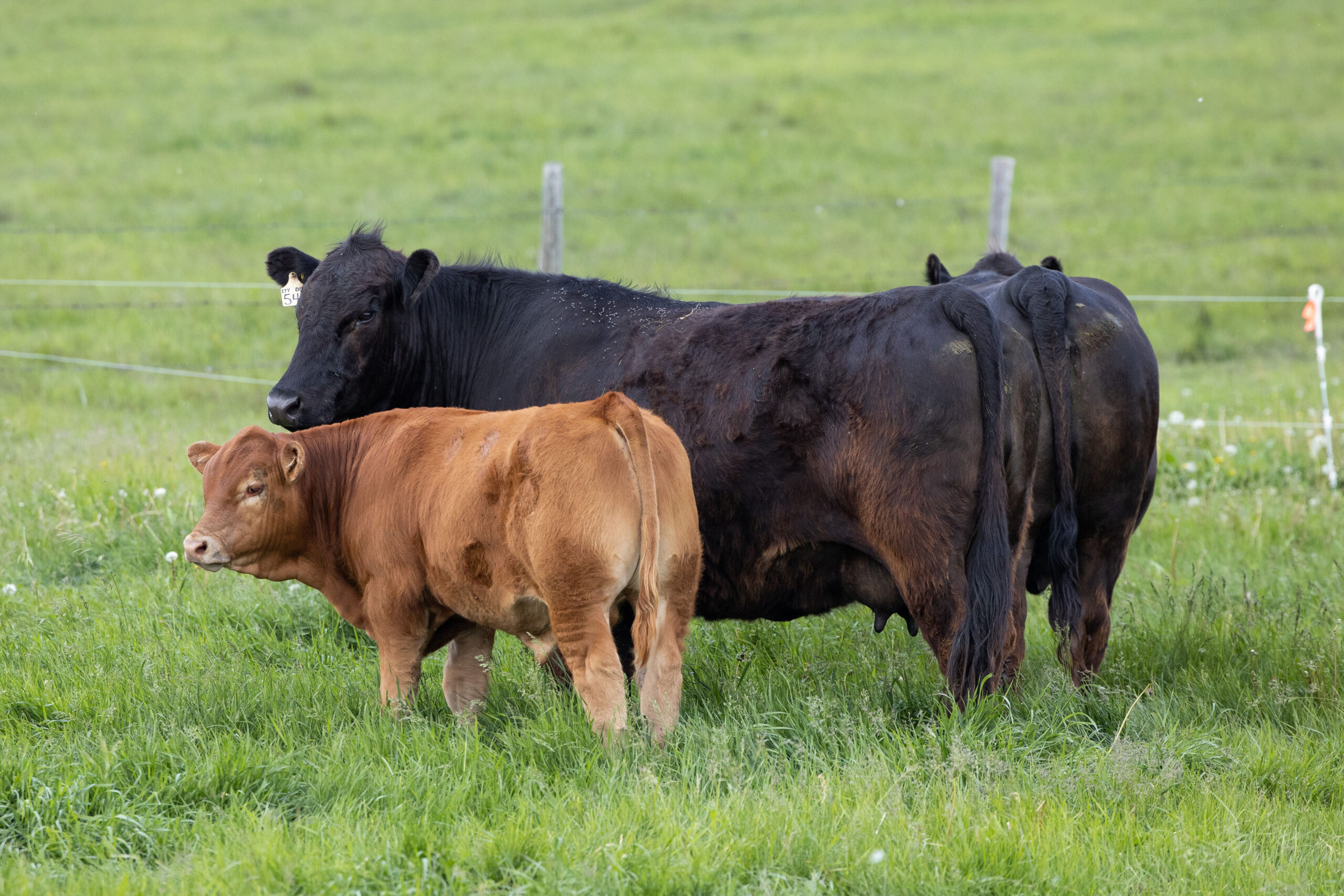 The Limousin Advantage - Canadian Limousin Association