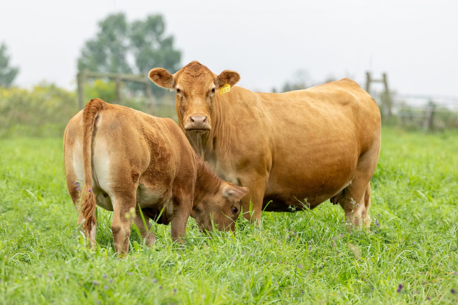 The Limousin Advantage - Canadian Limousin Association