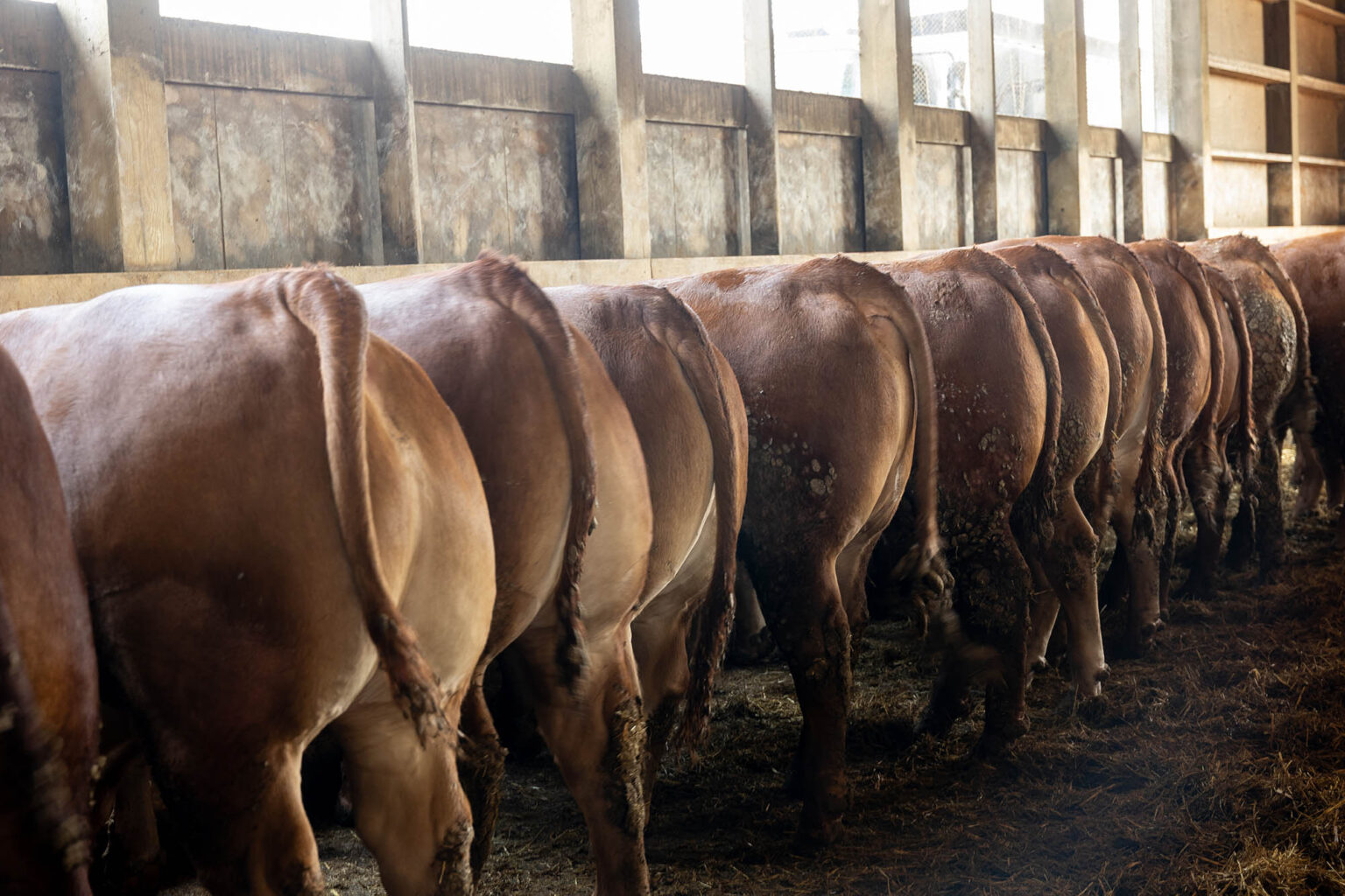 The Limousin Advantage - Canadian Limousin Association