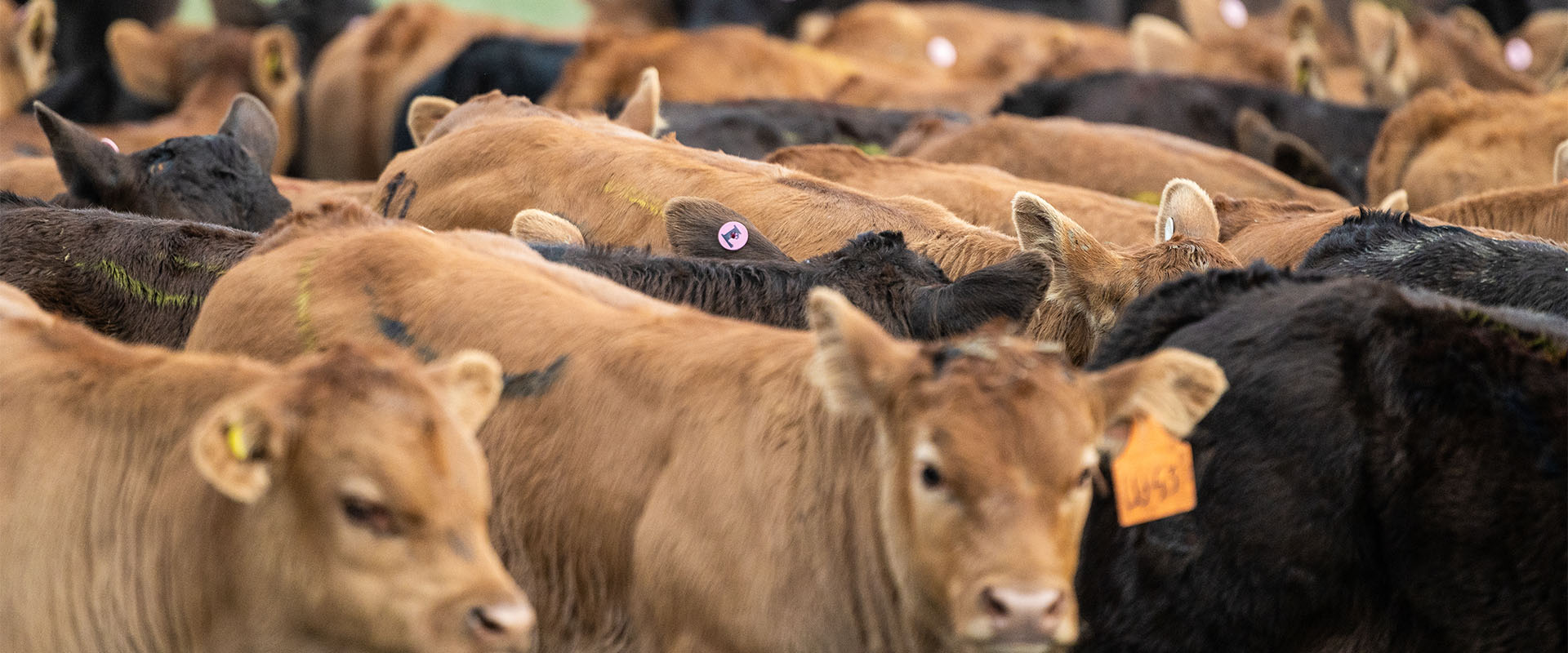 Events - Canadian Limousin Association