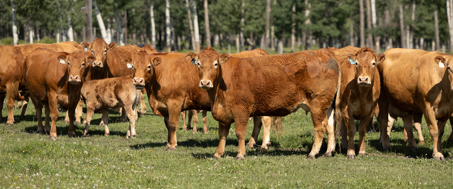 News - Canadian Limousin Association