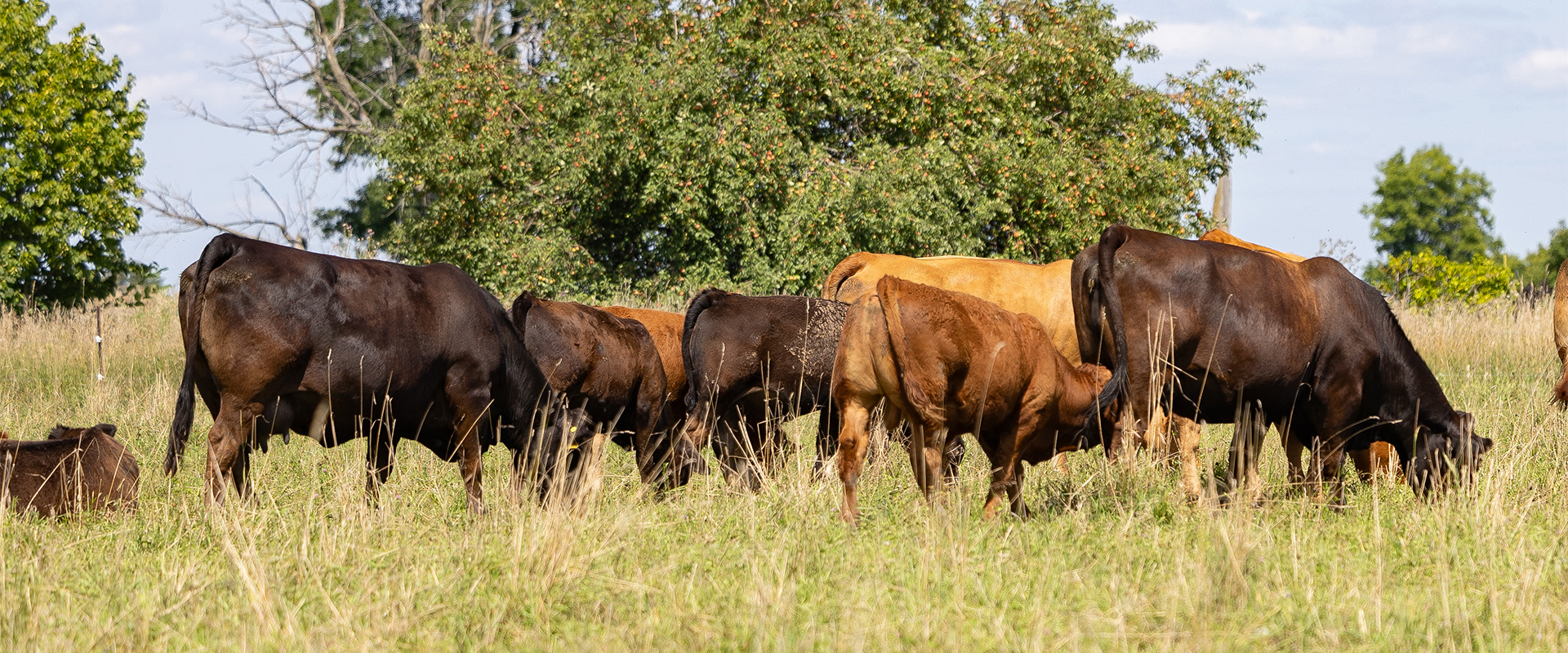 Marketing - Canadian Limousin Association